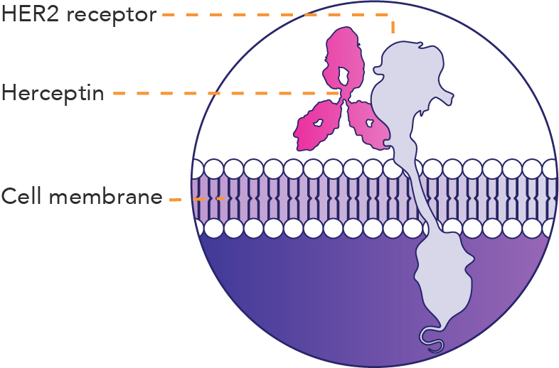 How Herceptin® (trastuzumab) is Thought To Work | Herceptin ...