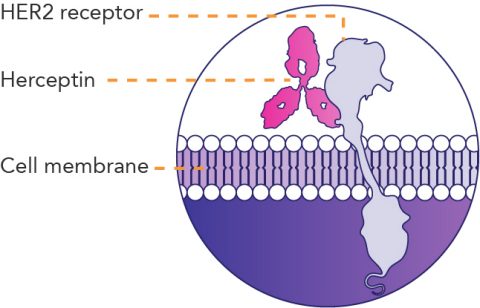 Trastuzumab Her2