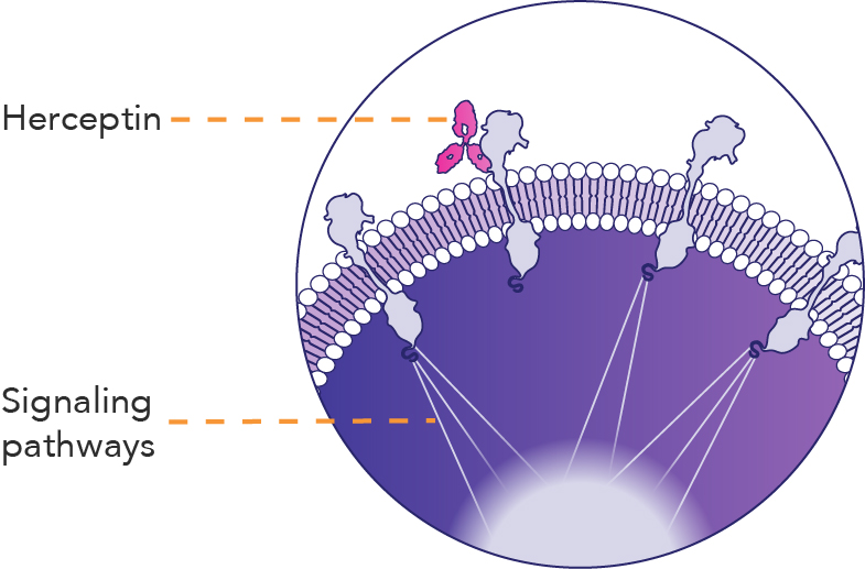 How Herceptin® (trastuzumab) is Thought To Work | Herceptin ...