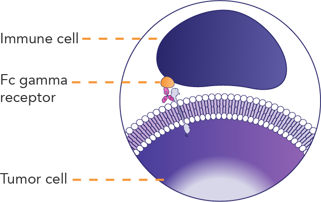 How Herceptin® (trastuzumab) is Thought To Work | Herceptin ...