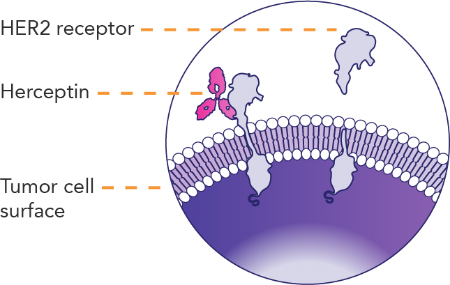 How Herceptin® (trastuzumab) is Thought To Work | Herceptin® (trastuzumab) for HER2+ Metastatic ...