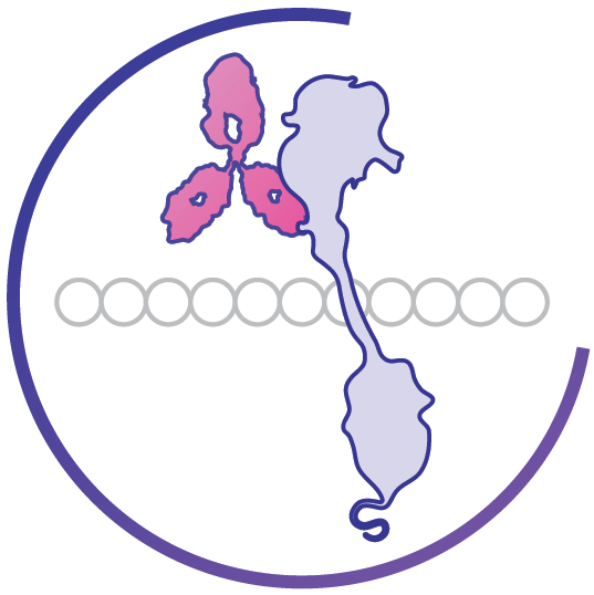 HER2+ Early Breast Cancer | Herceptin® (trastuzumab)