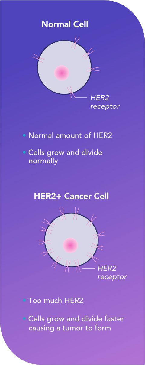 Herceptin Genentech