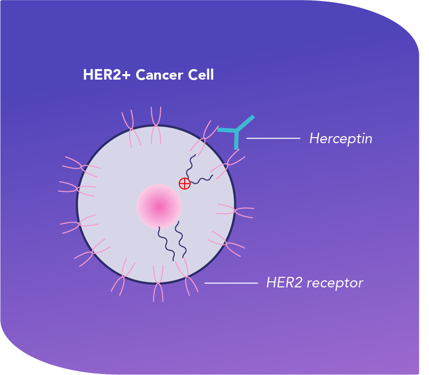 How Herceptin® (trastuzumab) is Thought to Work | Herceptin® (trastuzumab) for HER2+ Metastatic ...